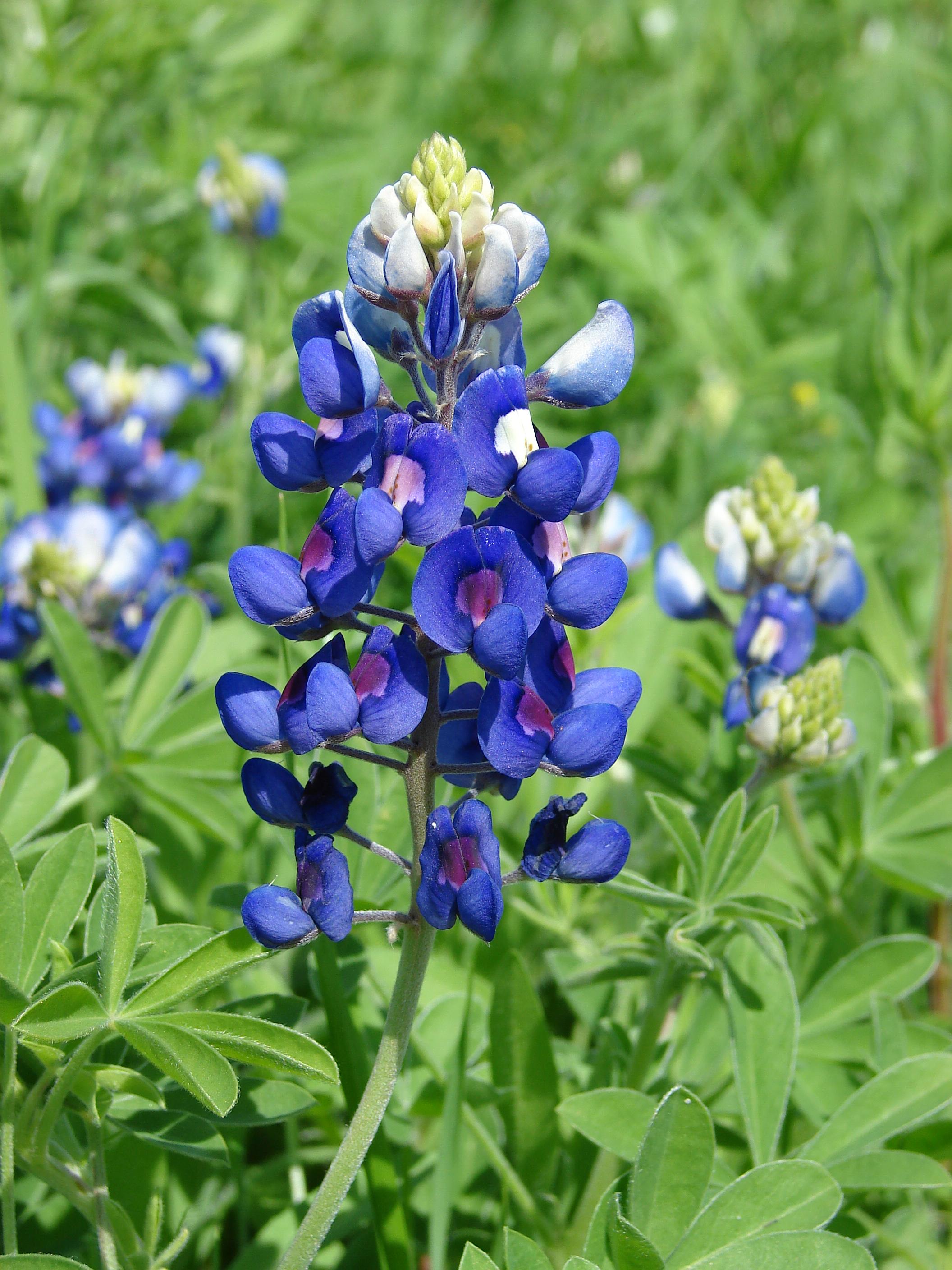 Texas bluebonnet (Lupinus texensis) Care Guide: Pests, Diseases ...