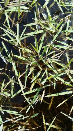 Southern watergrass (Luziola fluitans) Care Guide: Pests, Diseases ...