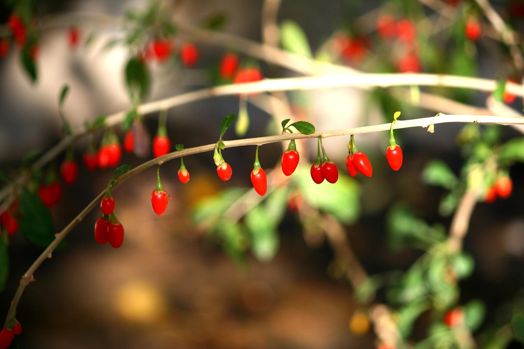 Chinese Boxthorn (Lycium chinense) Care Guide: Pests, Diseases ...