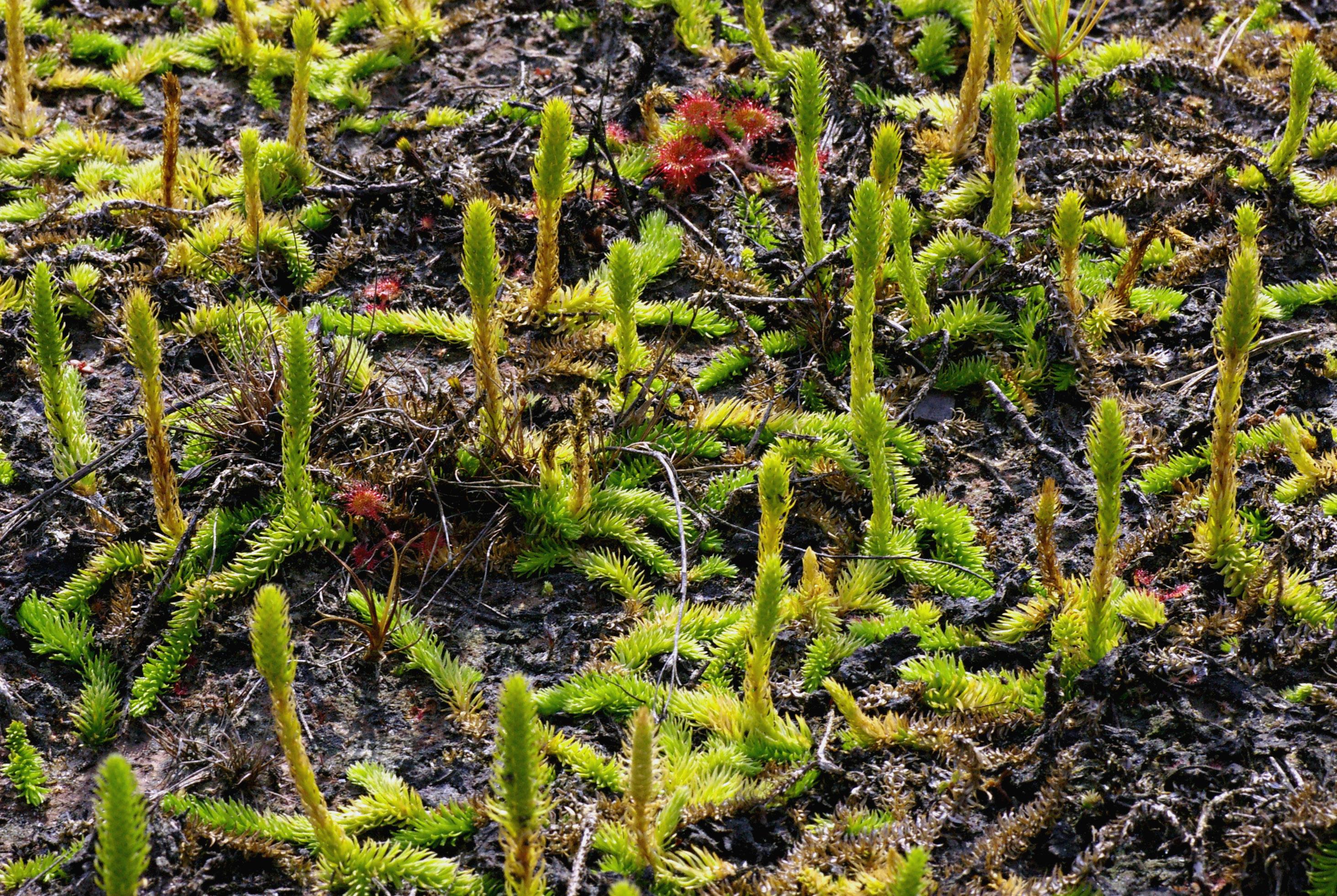 Inundated clubmoss (Lycopodiella inundata) Care Guide: Pests, Diseases ...