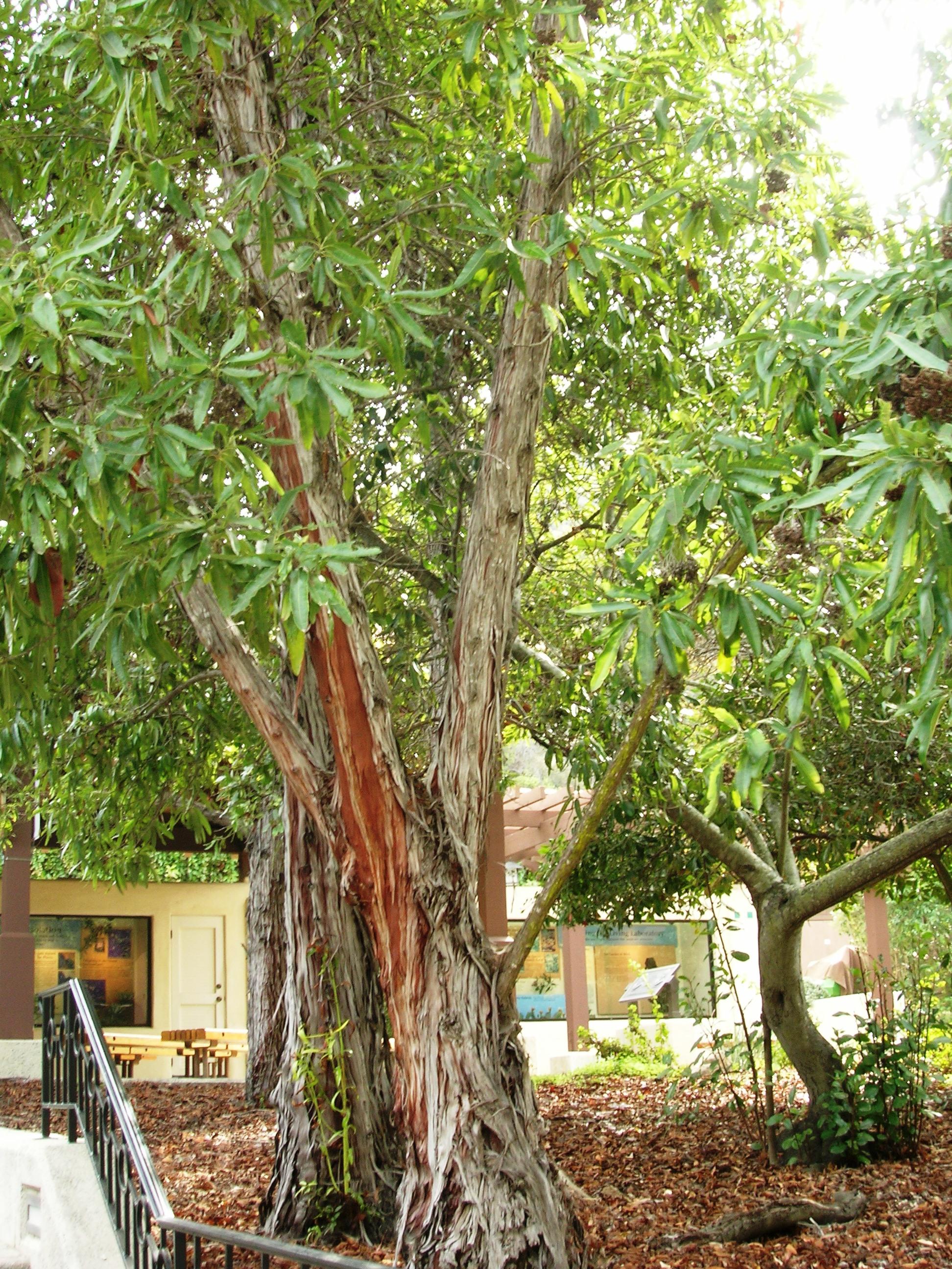 Santa cruz island ironwood (Lyonothamnus floribundus) Care Guide: Pests ...
