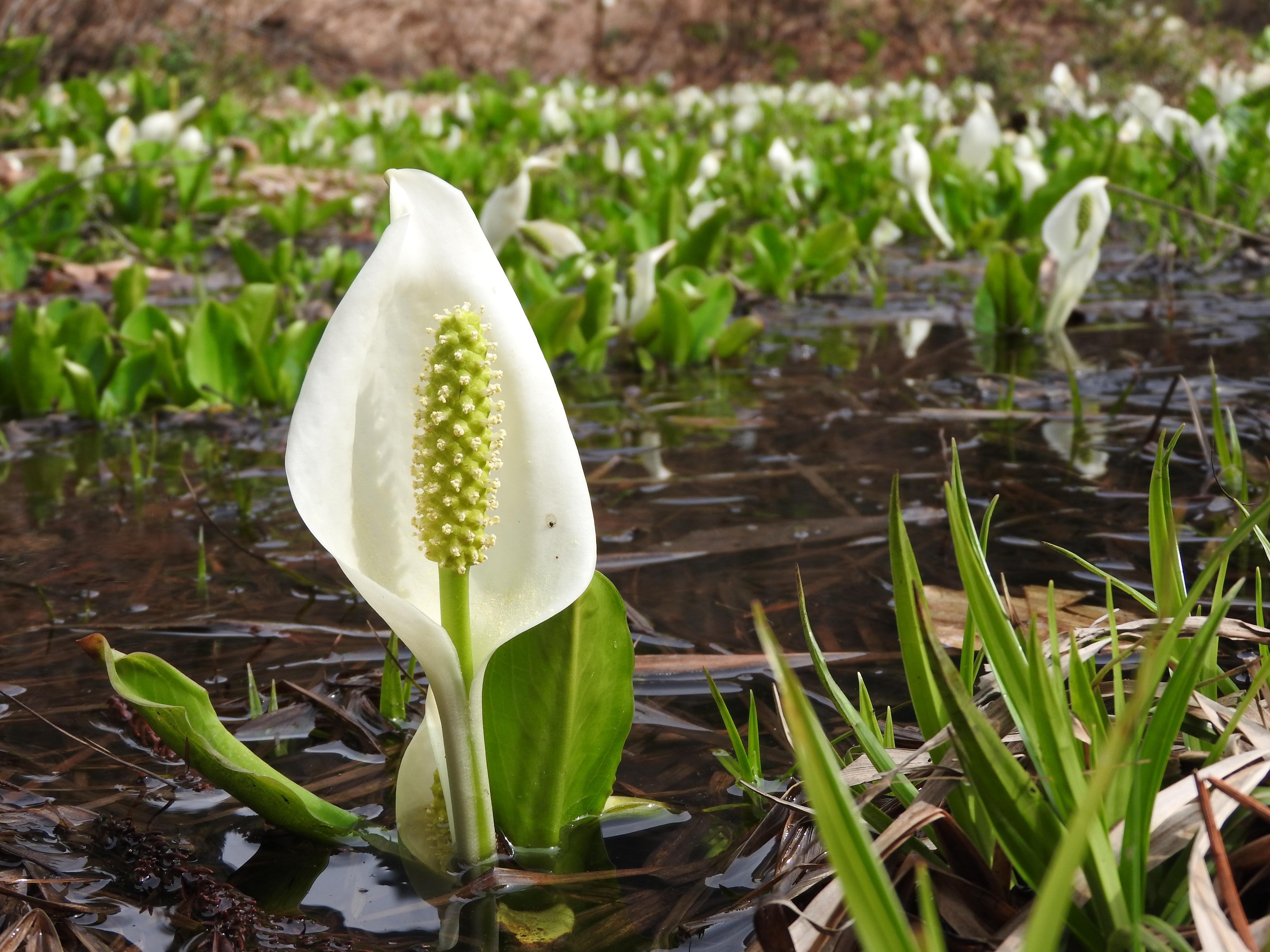 Asian skunk cabbage (Lysichiton camtschatcensis) Care Guide: Pests ...