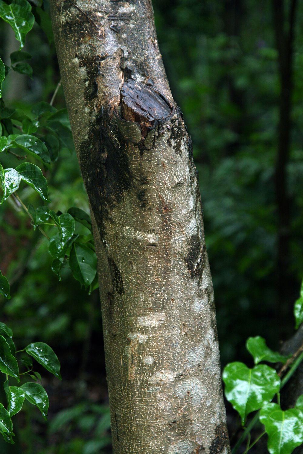 Quebracho (Lysiloma divaricatum) Care Guide: Pests, Diseases, Watering ...