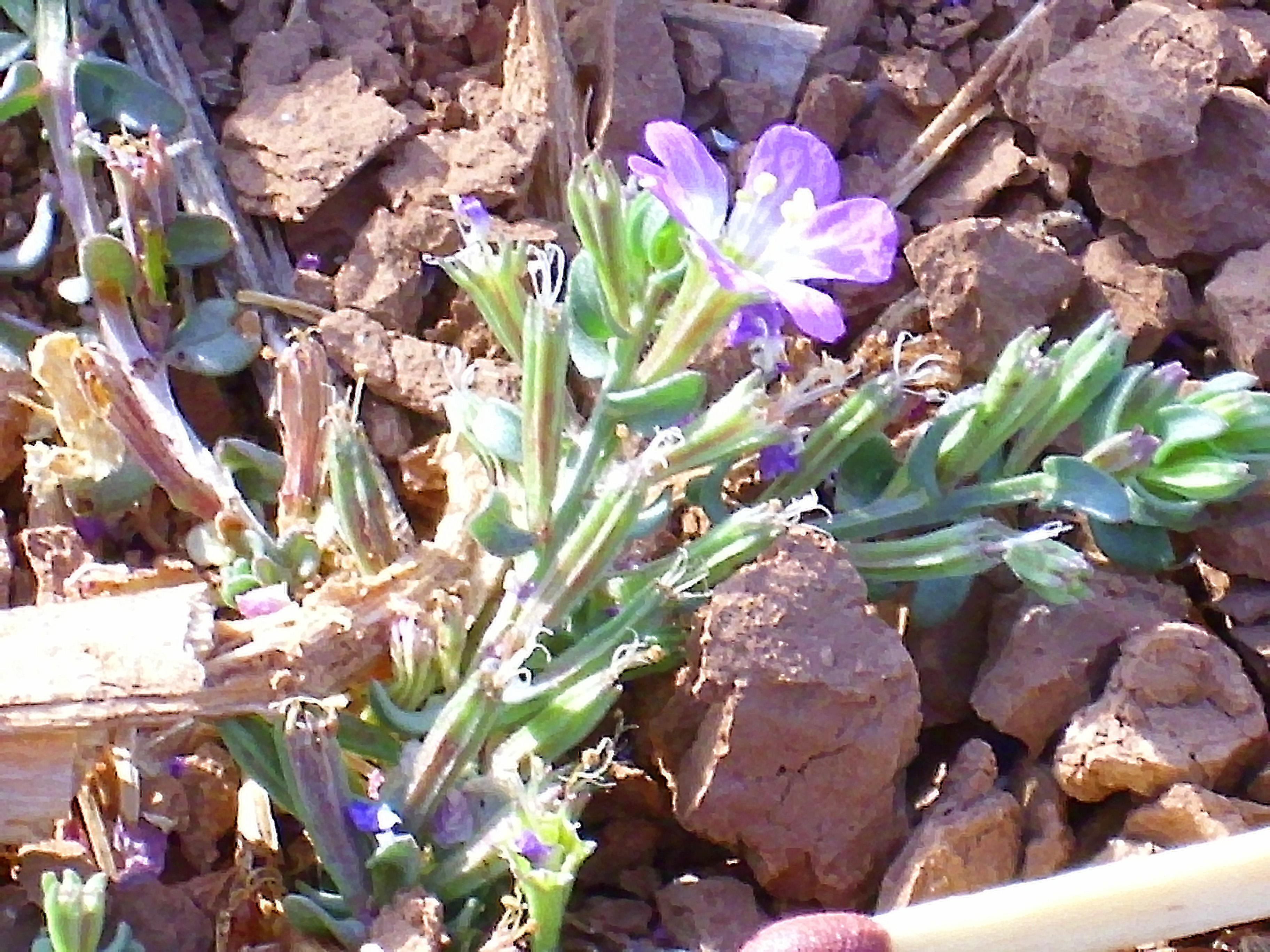 Three-bract loosestrife (Lythrum tribracteatum) Care Guide: Pests ...