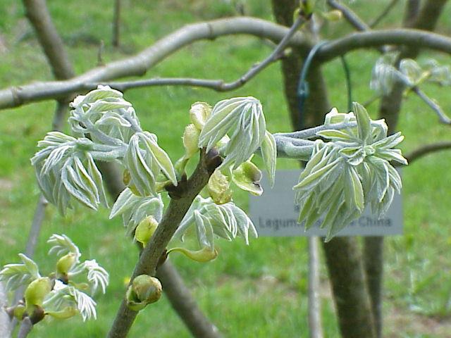 Amur maackia (Maackia amurensis) Care Guide: Pests, Diseases, Watering ...