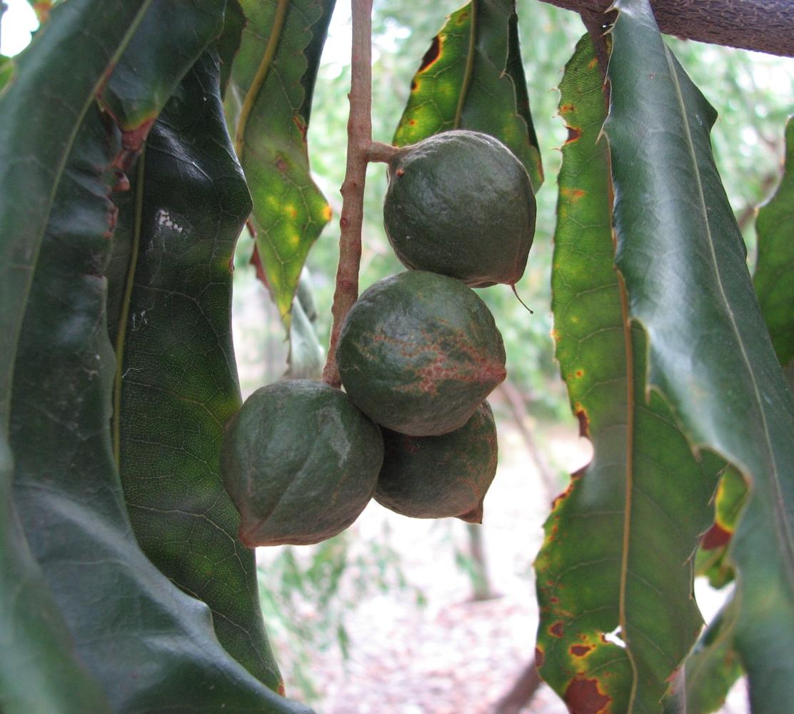 Macadamia nut (Macadamia tetraphylla) Care Guide: Pests, Diseases ...