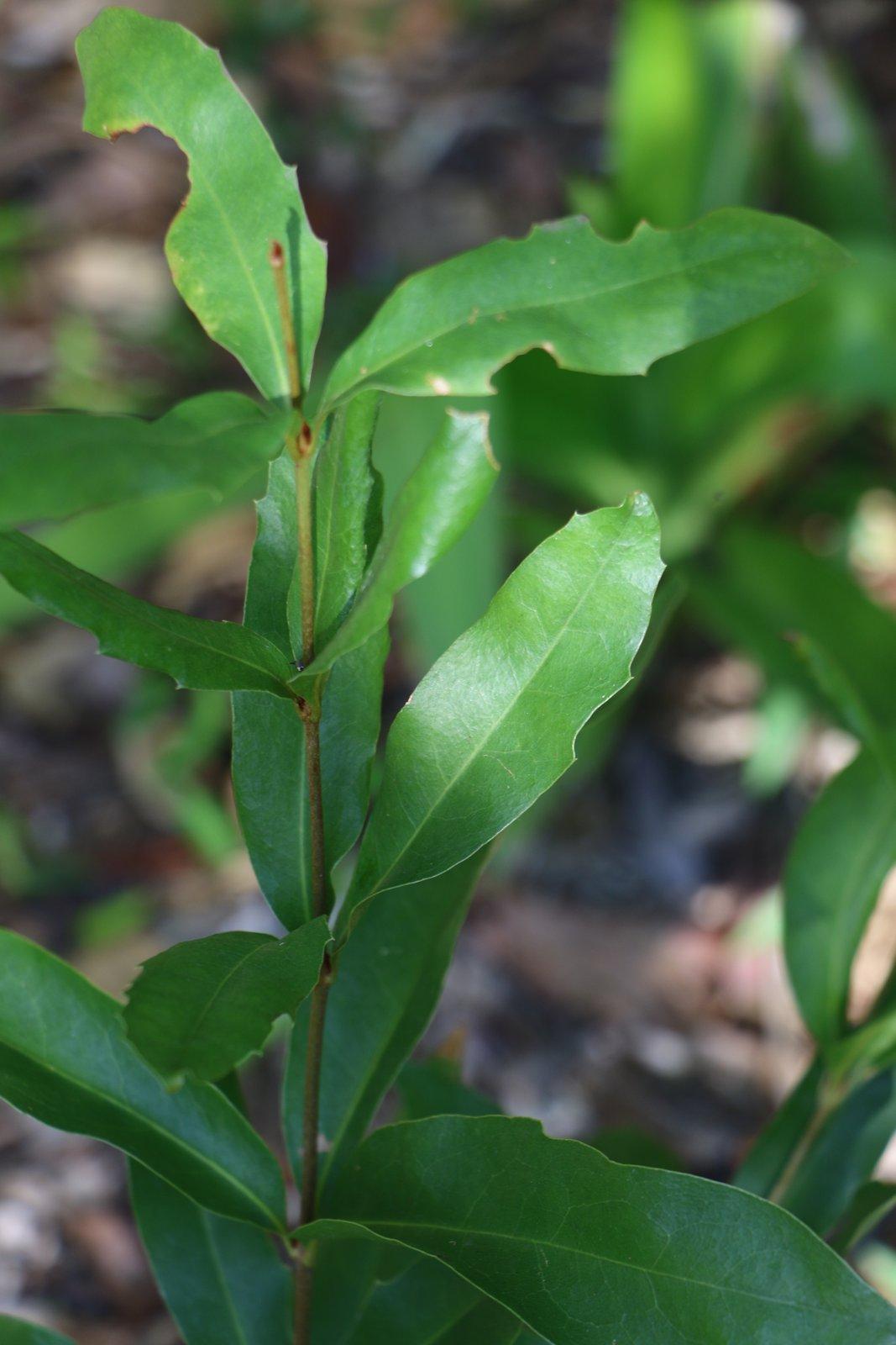 How to identify bauple nut (Macadamia) (Macadamia) | PlantJoy