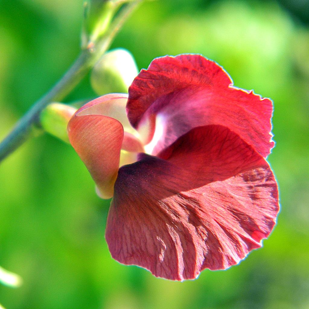 The Phasey bean Plant Advantage: Maximizing Home and Office Appeal and ...