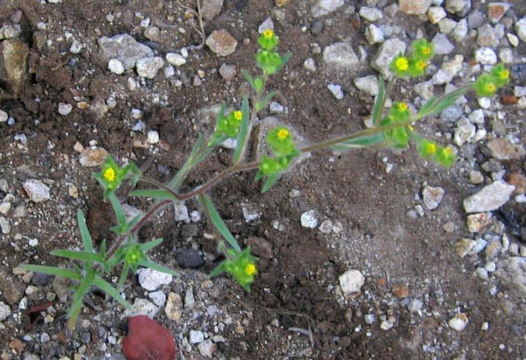Small tarweed (Madia exigua) Care Guide: Pests, Diseases, Watering ...