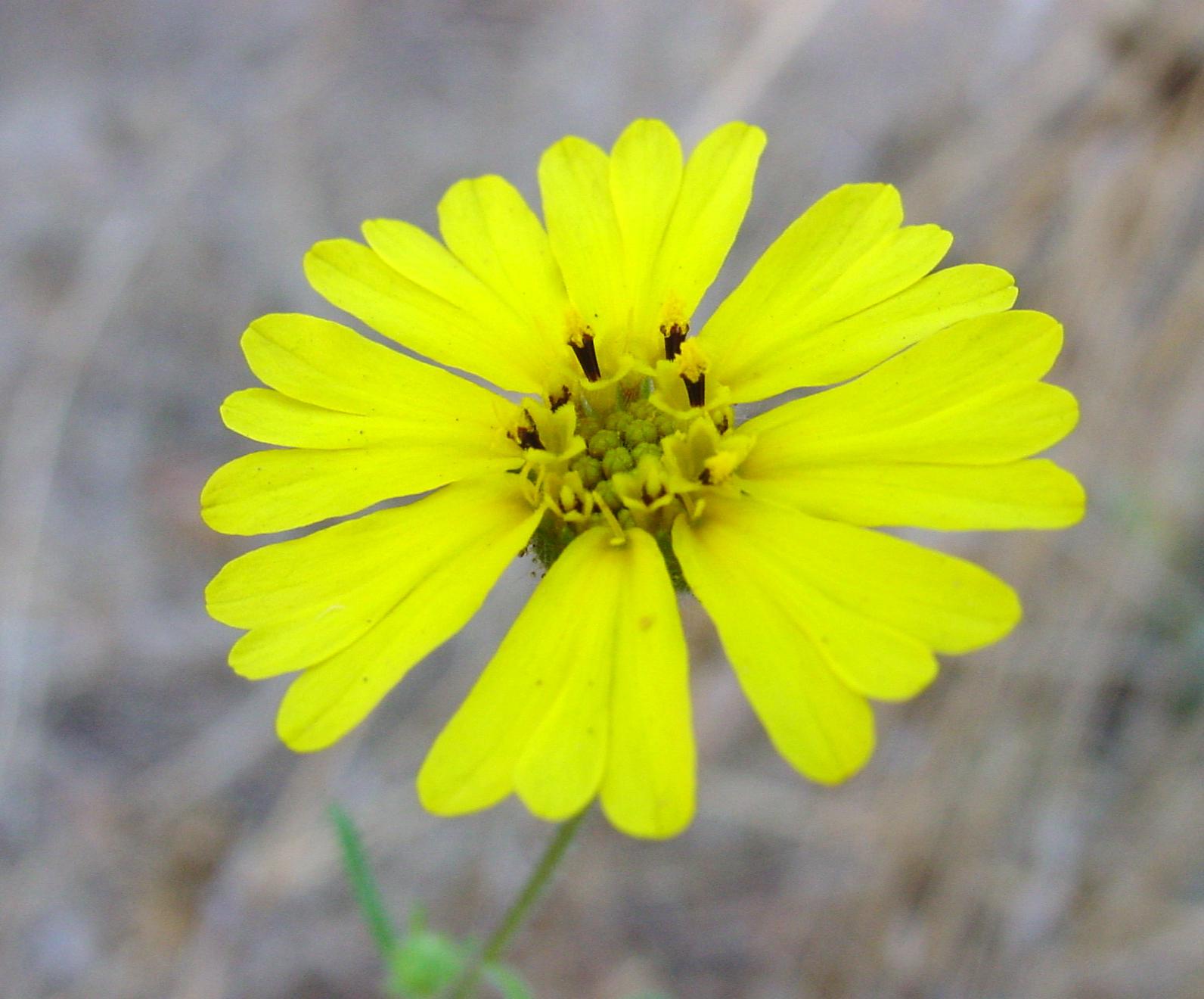 Mountain tarweed (Madia glomerata) Care Guide: Pests, Diseases ...