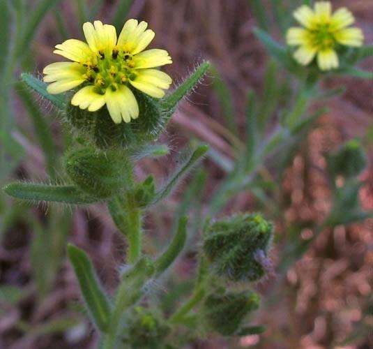 Gumweed (Madia gracilis) Care Guide: Pests, Diseases, Watering ...