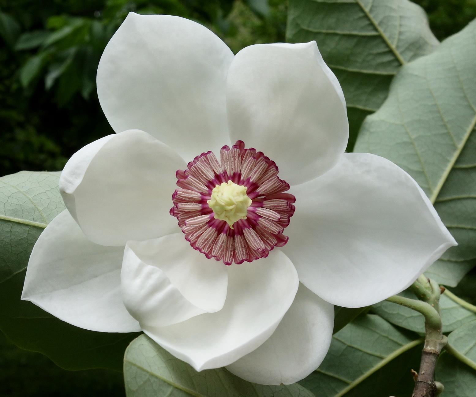 Magnolias (Magnolia) (Magnolia) Care Guide: Pests, Diseases, Watering ...