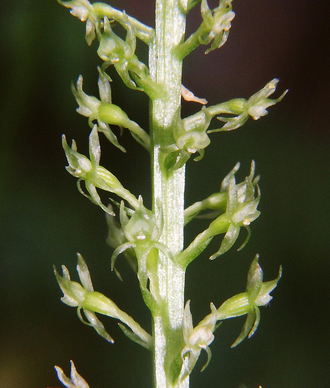Aleutian adder's-mouth orchid (Malaxis monophyllos) Care Guide: Pests ...