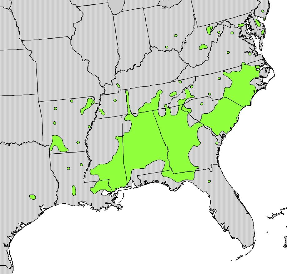 Southern Crabapple (Malus angustifolia) Care Guide: Pests, Diseases ...