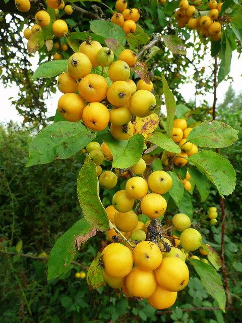 Kaido crab apple (Malus micromalus) Care Guide: Pests, Diseases ...