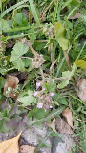 Chinese mallow (Malva verticillata) Care Guide: Pests, Diseases ...