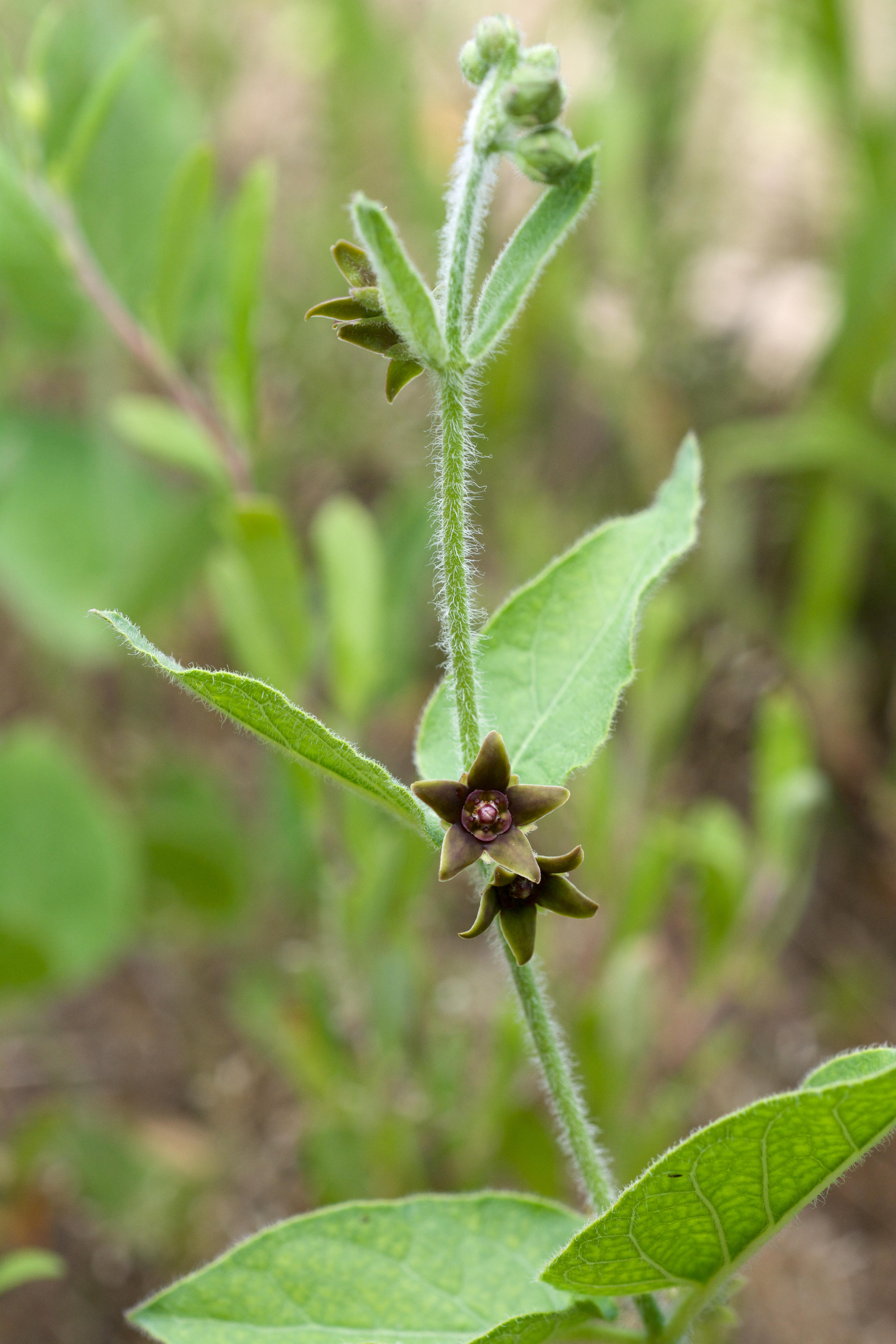 Prairie milkvine (Matelea cynanchoides) Care Guide: Pests, Diseases ...