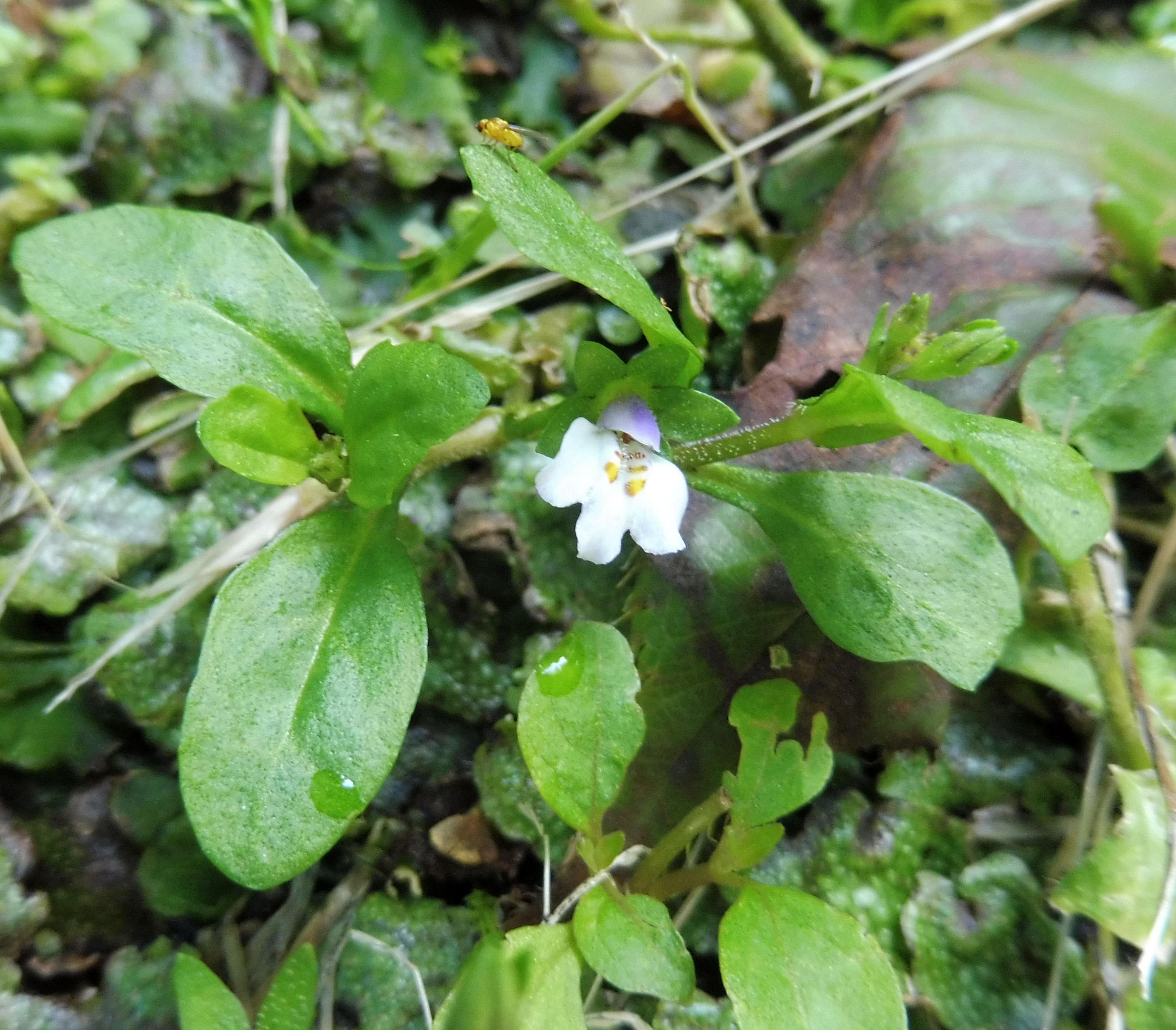 Japanese Mazus (Mazus pumilus) Care Guide: Pests, Diseases, Watering ...