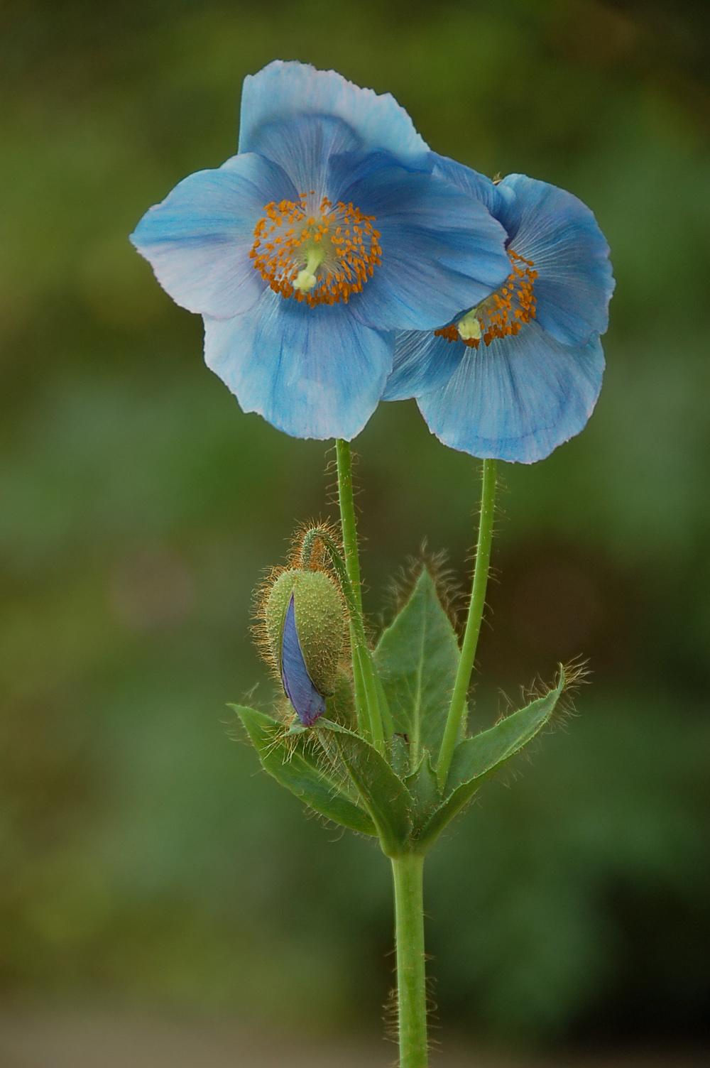 Himalayan poppy (Meconopsis) (Meconopsis) Care Guide: Pests, Diseases ...