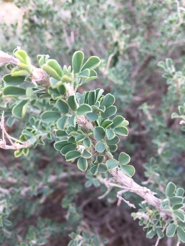 Tree medick (Medicago arborea) Care Guide: Pests, Diseases, Watering ...