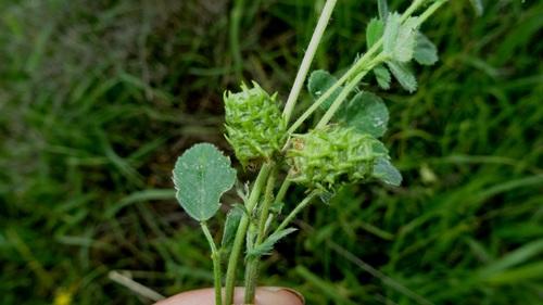 Barrel clover (Medicago truncatula) Care Guide: Pests, Diseases ...