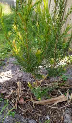 How to Transplant Swamp paperbark: Complete Transplanting Guide ...