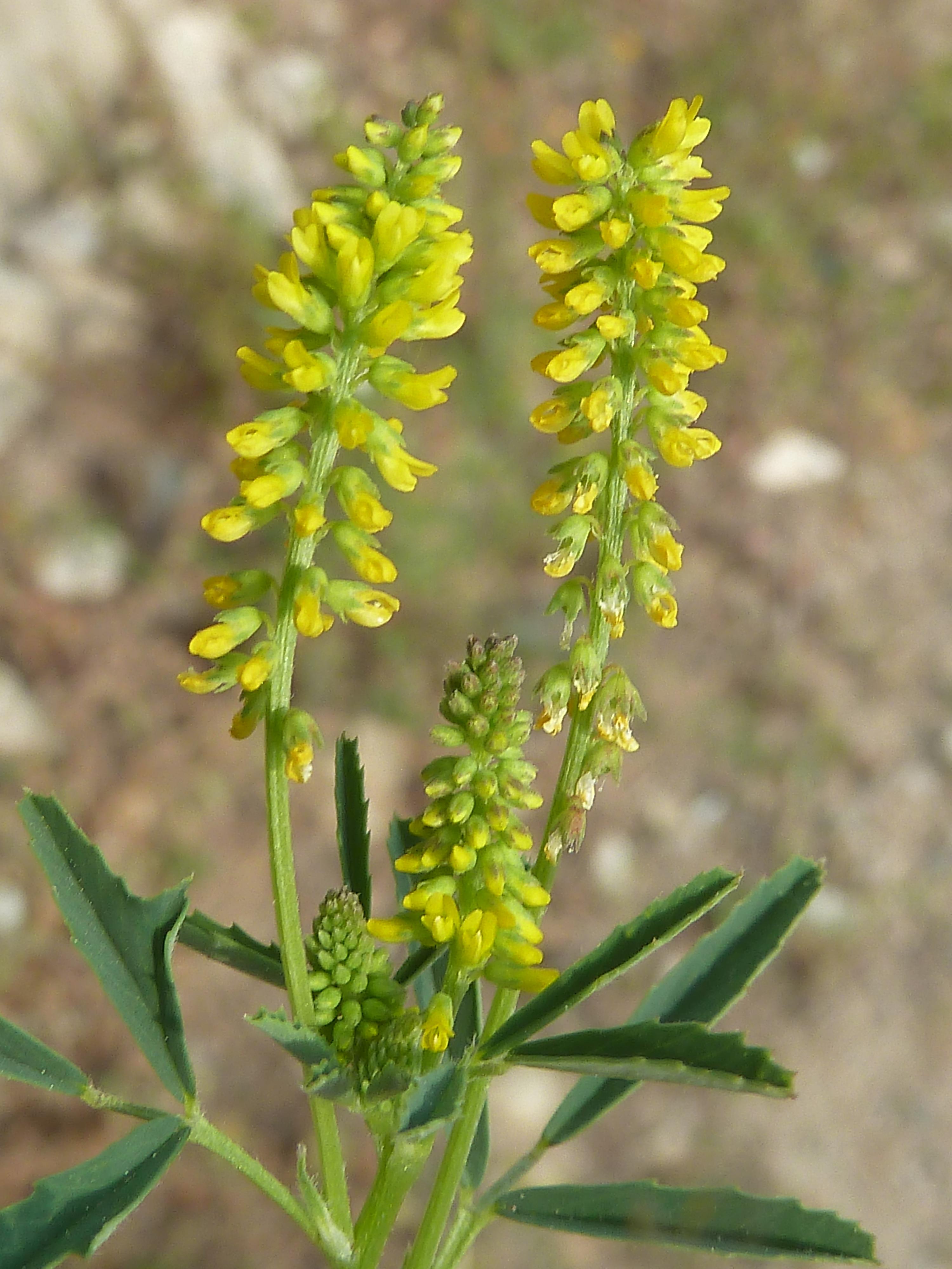 Furrowed melilot (Melilotus sulcatus) Care Guide: Pests, Diseases ...