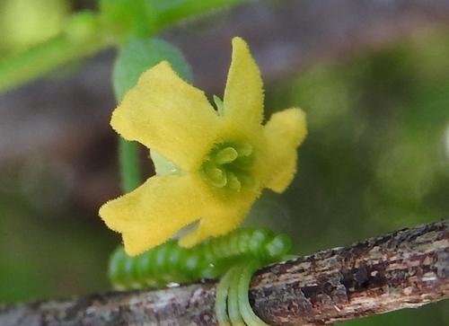 Melothria (Melothria) (Melothria) Care Guide: Pests, Diseases, Watering ...