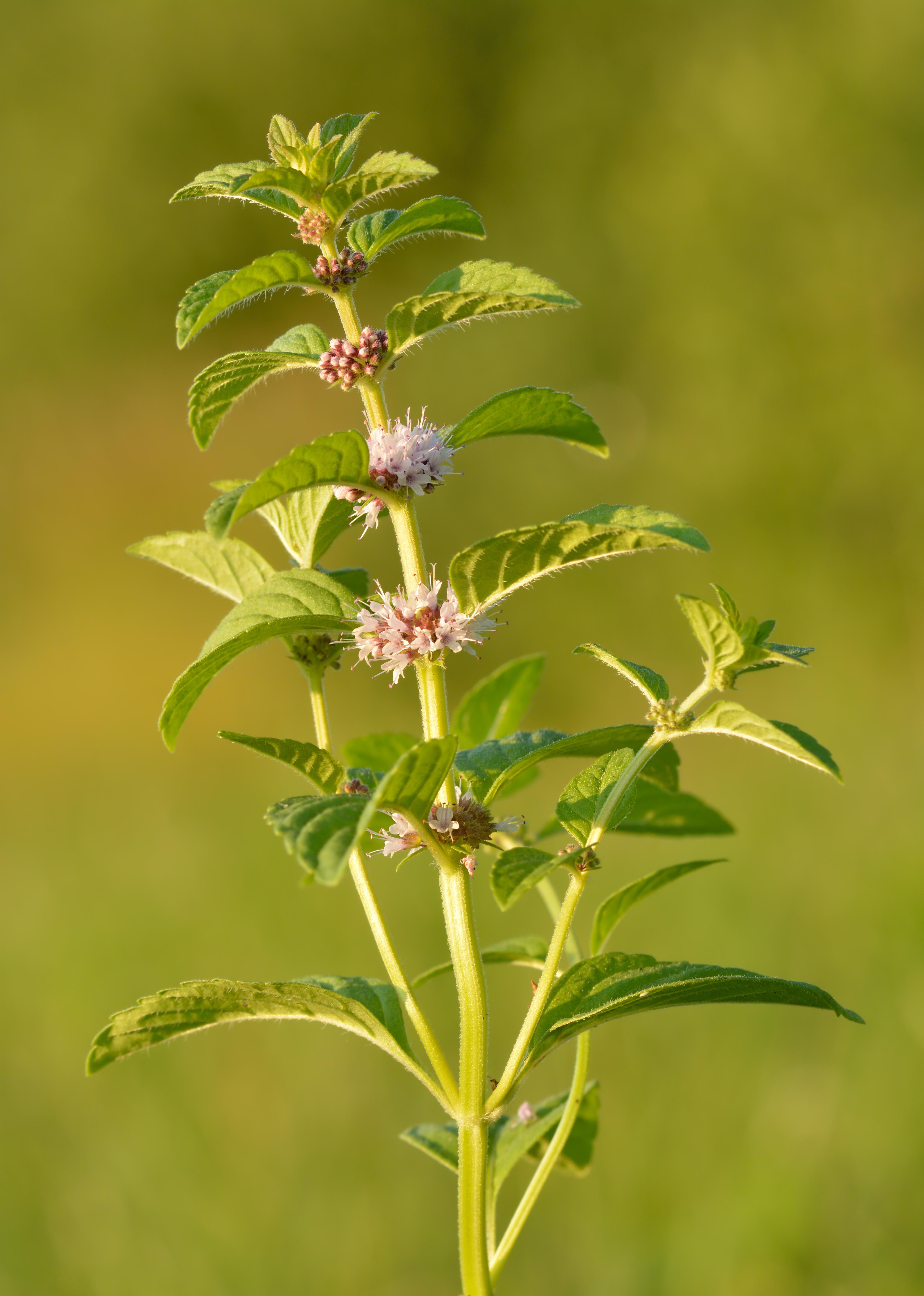 Wild mint (Mentha arvensis) Care Guide: Pests, Diseases, Watering ...