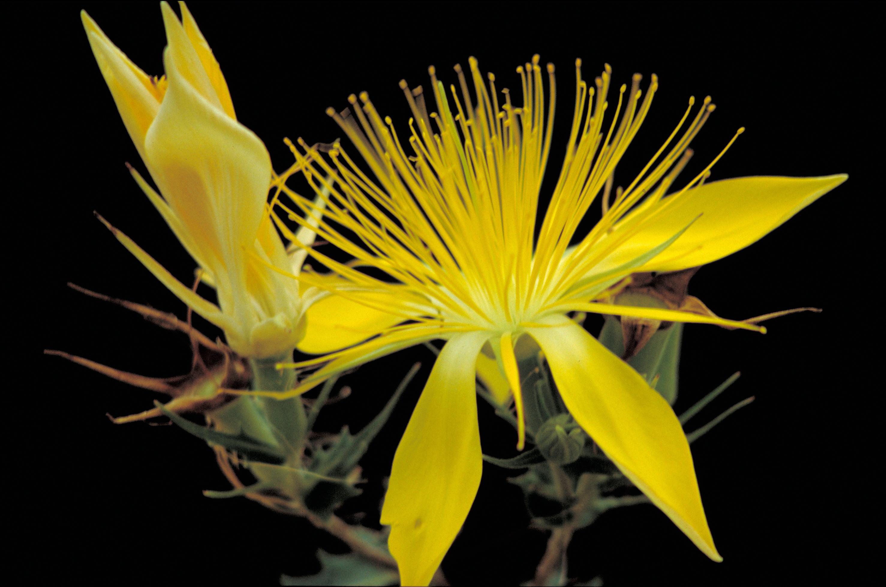 Adonis blazingstar (Mentzelia multiflora) Care Guide: Pests, Diseases ...