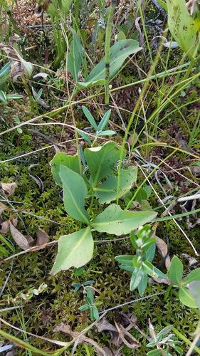 Buck-bean (Menyanthes trifoliata) Care Guide: Pests, Diseases, Watering ...