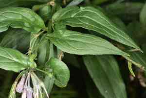 How to Prune Franciscan bluebells: Complete Pruning Guide | ForwardPlant