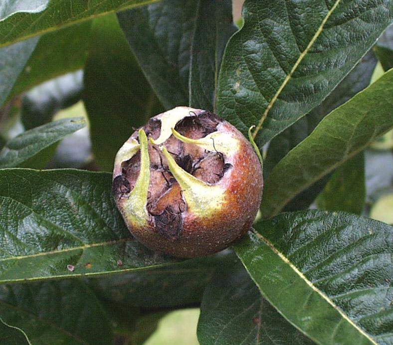 Mespilus (Mespilus) (Mespilus) Care Guide: Pests, Diseases, Watering ...