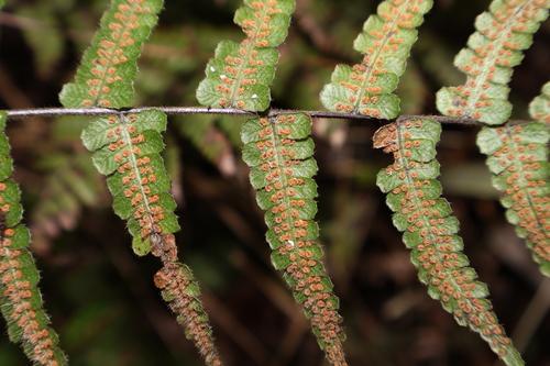 Loosely-leaf marsh fern (Metathelypteris laxa) Care Guide: Pests ...