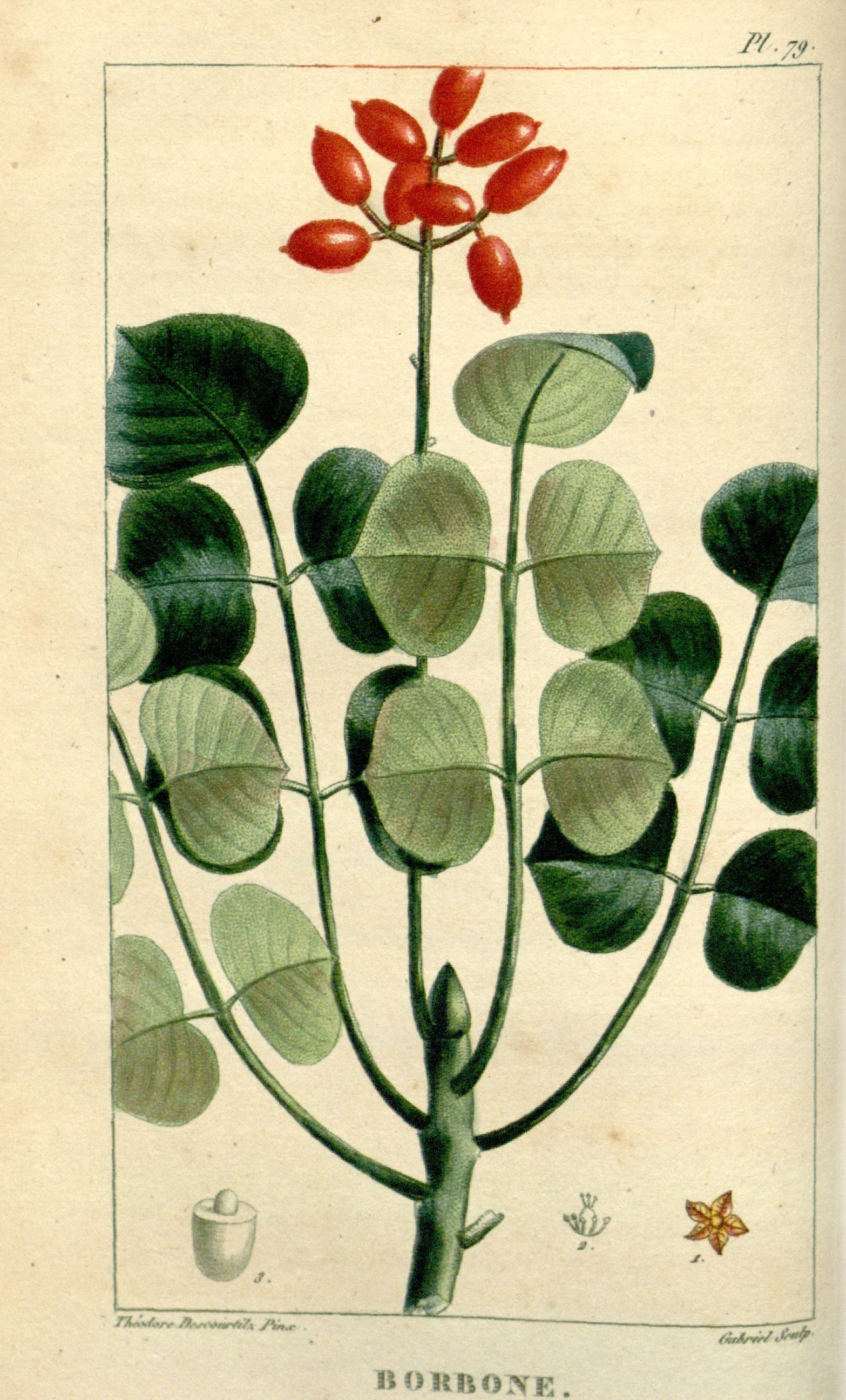 Browne's poisonwood (Metopium brownei) Care Guide: Pests, Diseases ...