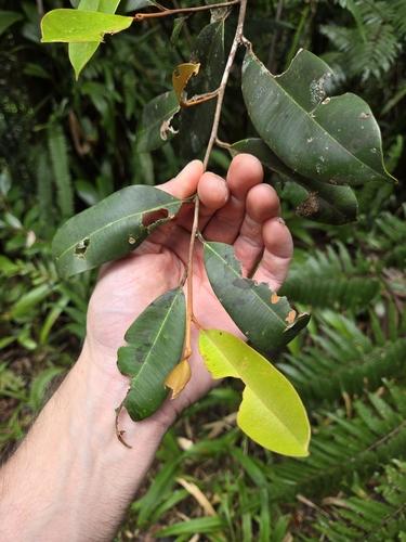Wild balata (Micropholis guyanensis) Care Guide: Pests, Diseases ...