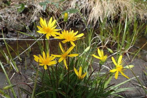 Northern microseris (Microseris borealis) Care Guide: Pests, Diseases ...