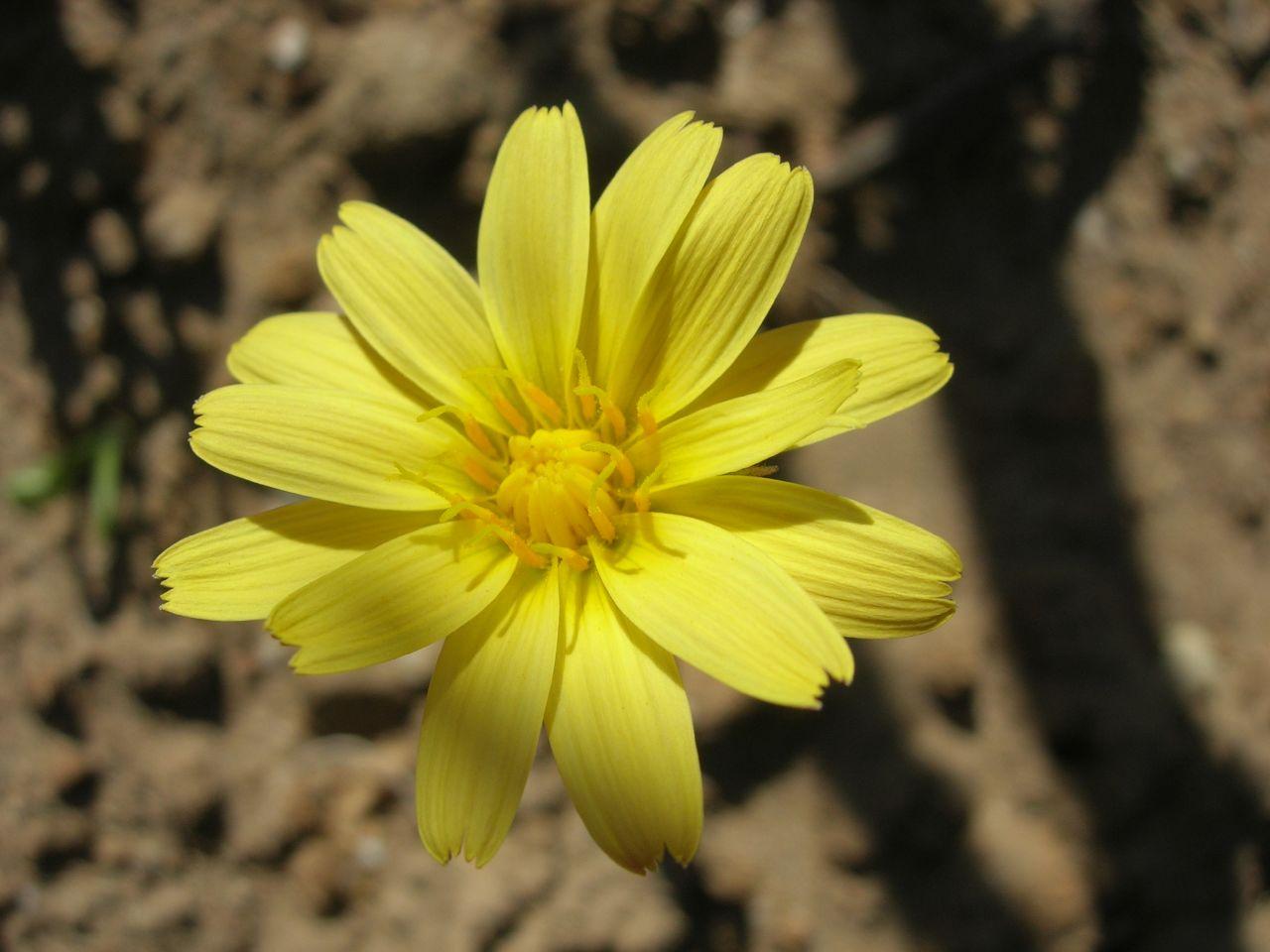 Yam daisy (Microseris) (Microseris) Care Guide: Pests, Diseases ...