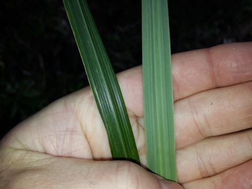 Himalayan fairy grass (Miscanthus nepalensis) Care Guide: Pests ...