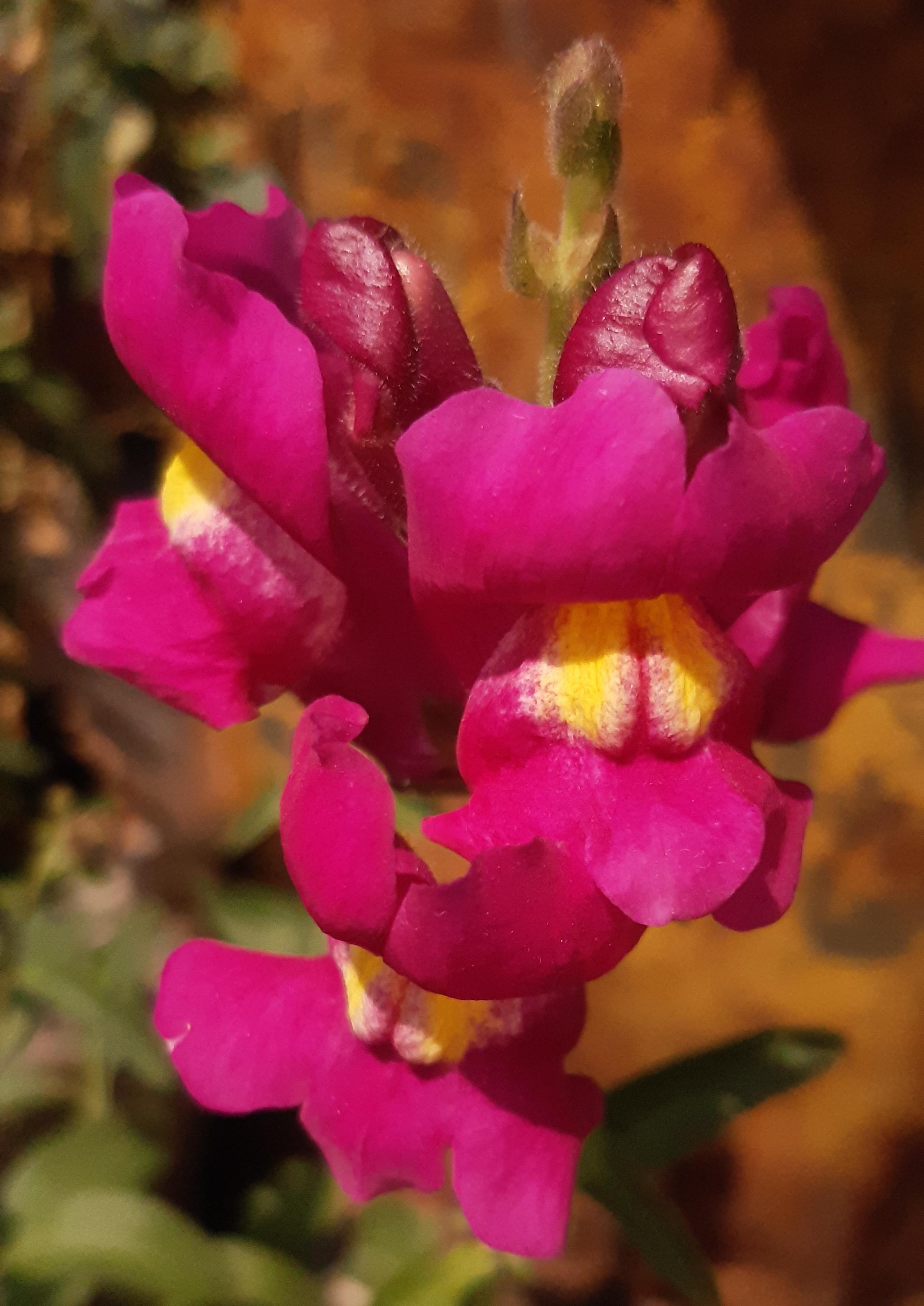Linearleaf snapdragon (Misopates orontium) Care Guide: Pests, Diseases ...