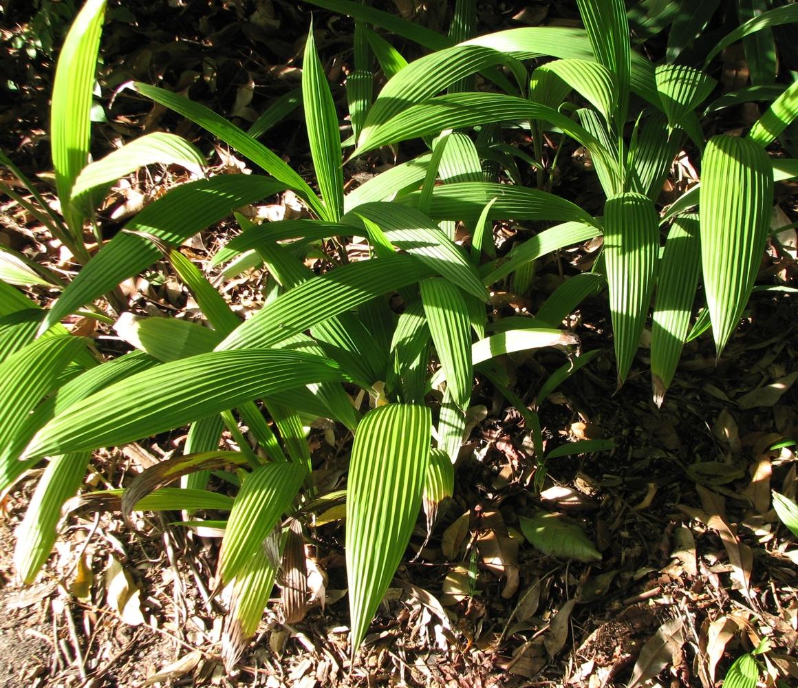 The Palm grass Plant Advantage: Maximizing Home and Office Appeal and ...