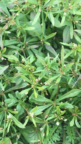 Green carpetweed (Mollugo verticillata) Care Guide: Pests, Diseases ...