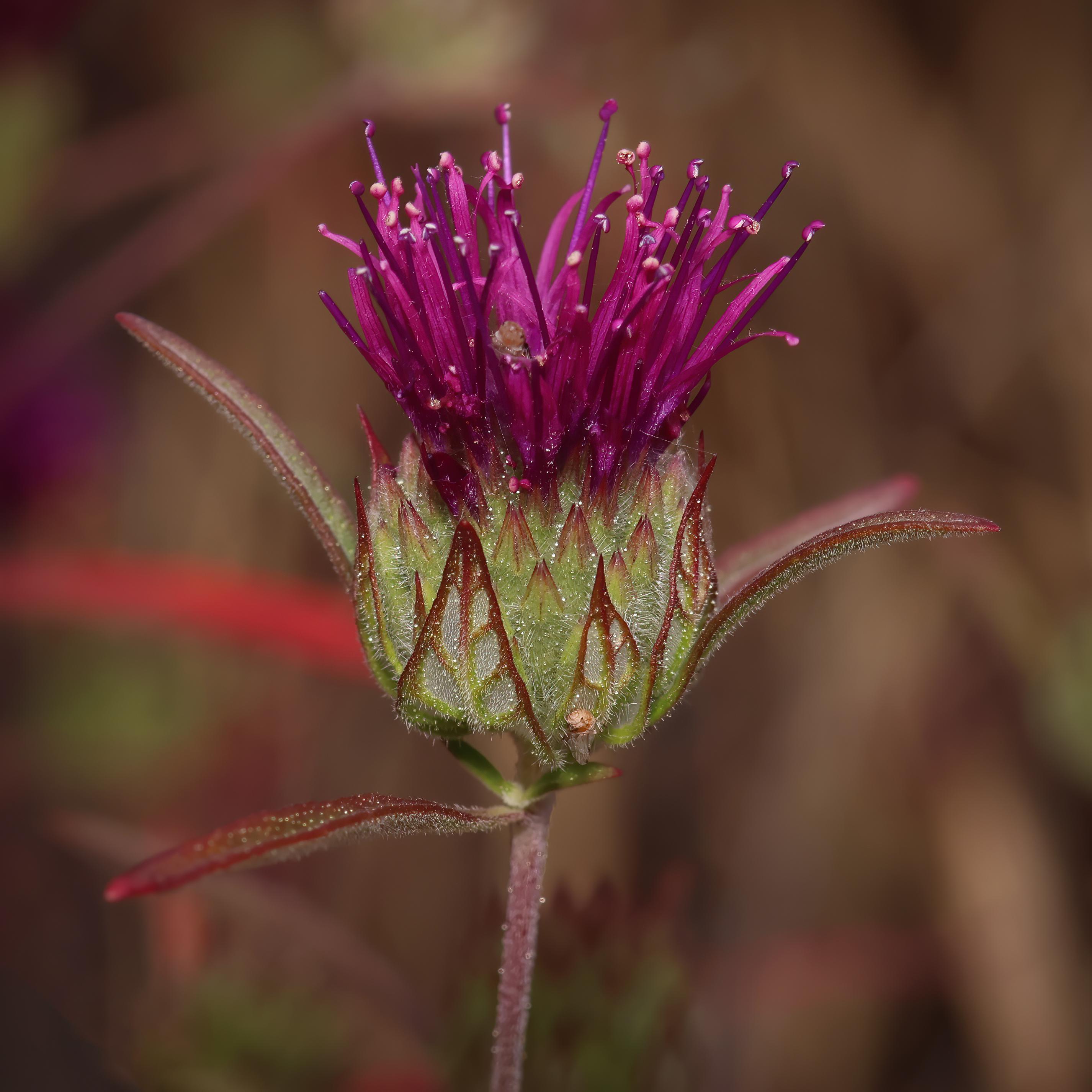 Douglas's monardella (Monardella douglasii) Care Guide: Pests, Diseases ...