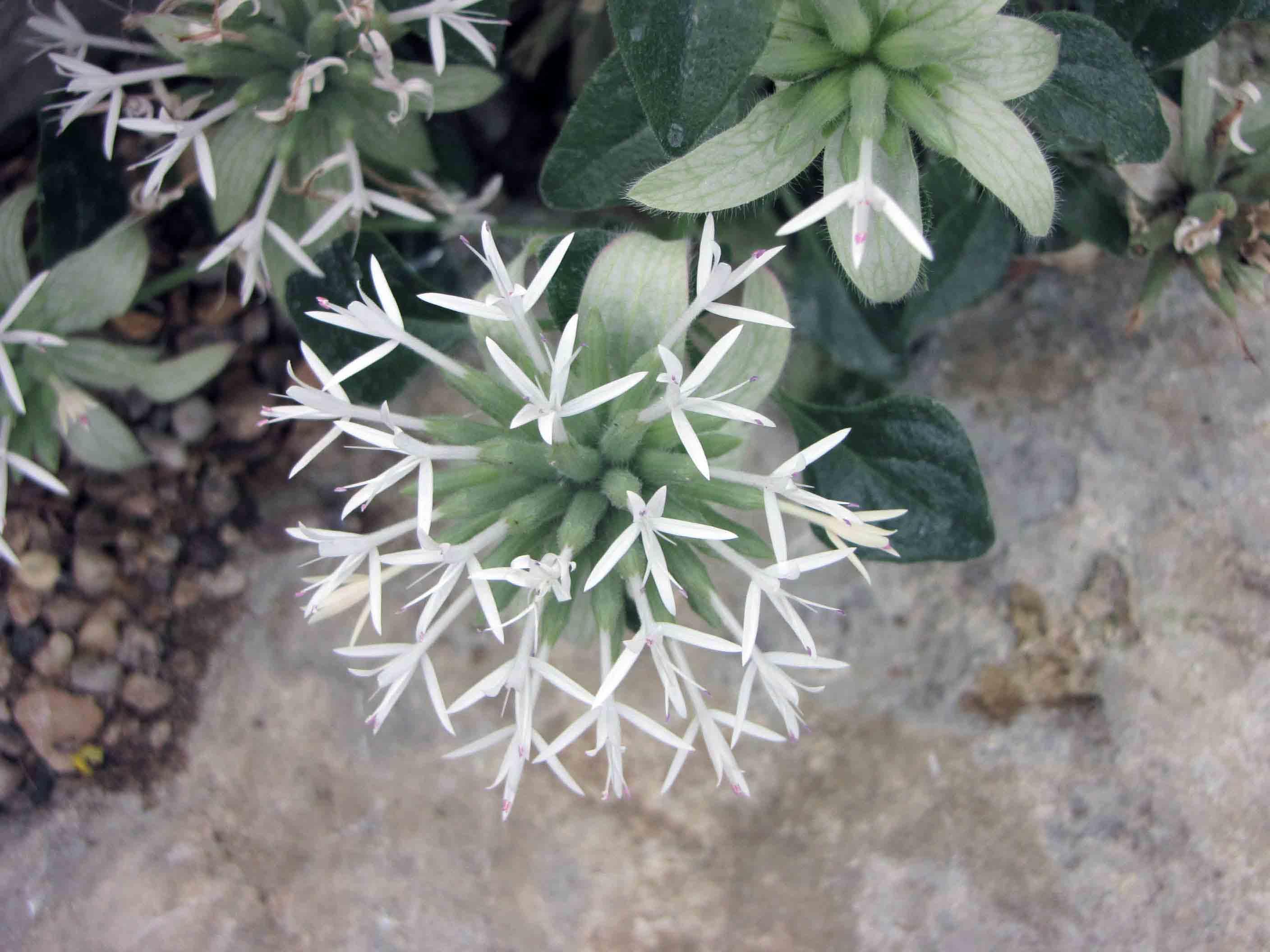 Yellow monardella (Monardella nana) Care Guide: Pests, Diseases ...