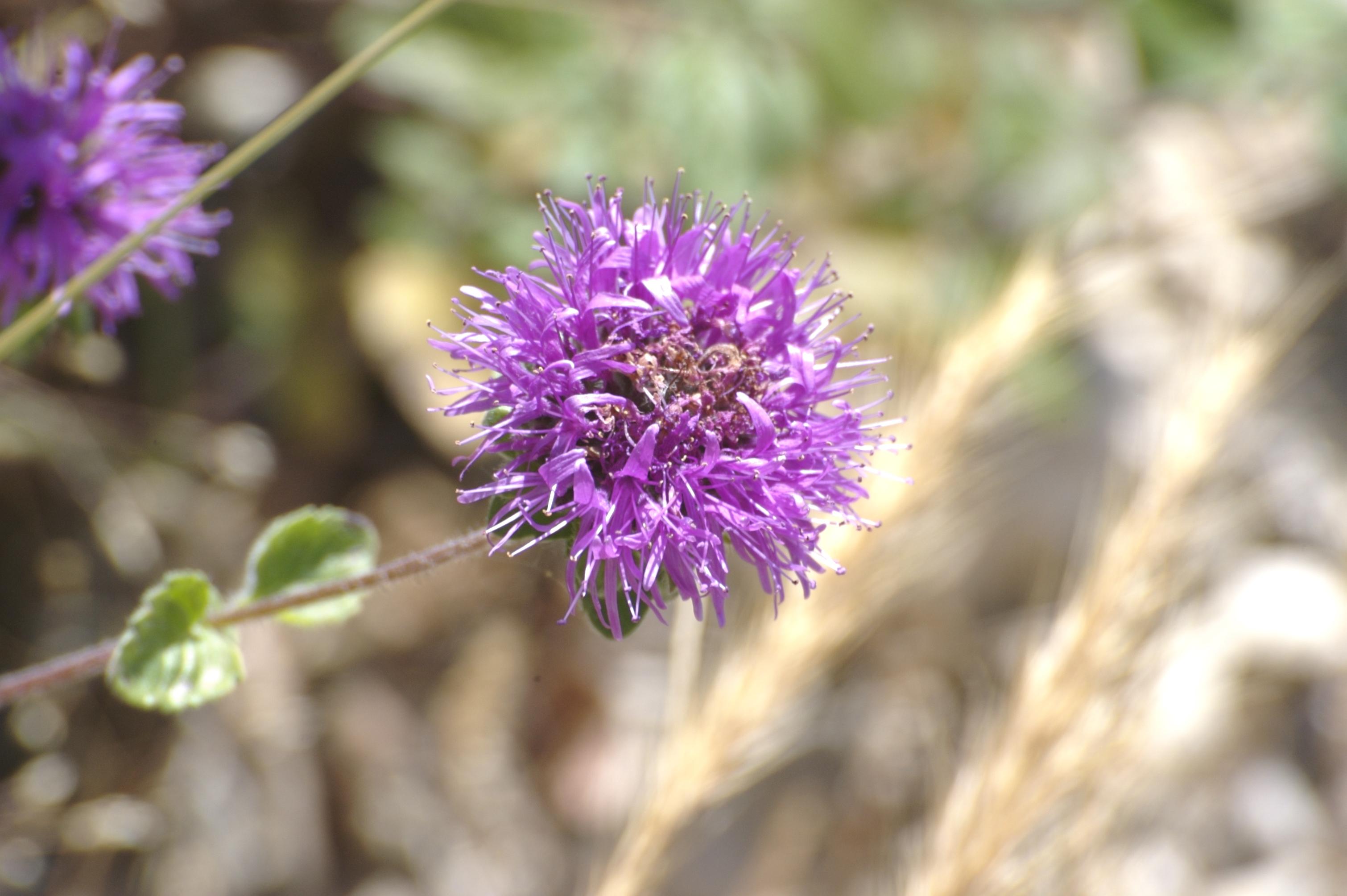 Curlyleaf monardella (Monardella undulata) Care Guide: Pests, Diseases ...