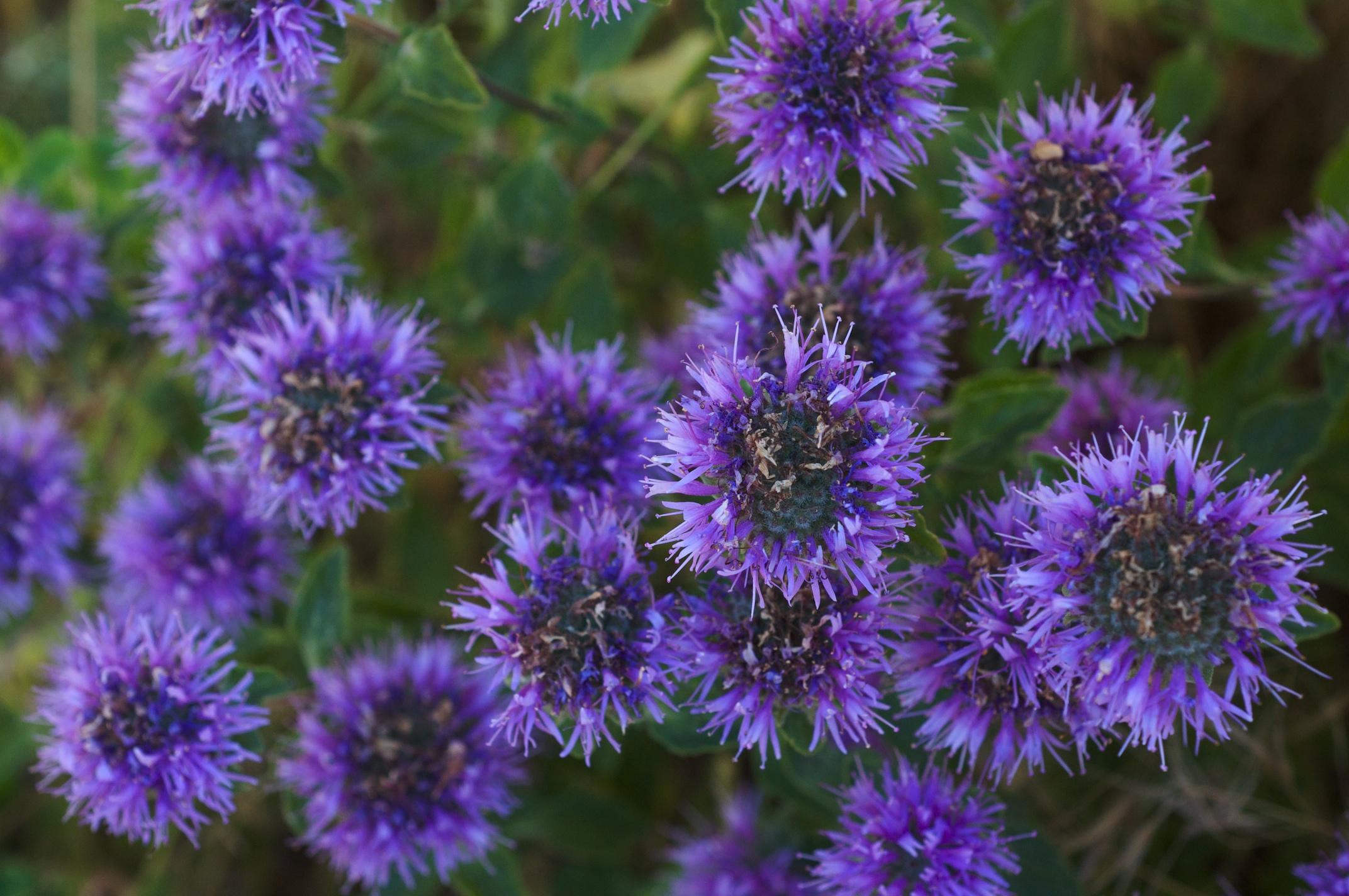 Coyote Mint (Monardella villosa) Care Guide: Pests, Diseases, Watering ...