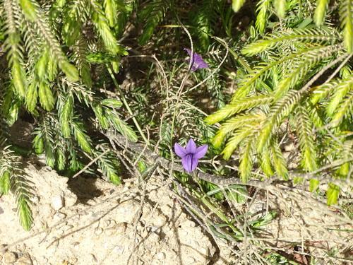 Monopsis unidentata (Monopsis unidentata) Care Guide: Pests, Diseases ...