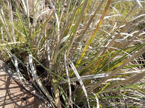 Bullgrass (Muhlenbergia emersleyi) Care Guide: Pests, Diseases ...