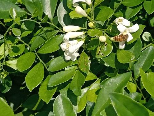 Murraya (Murraya) (Murraya) Care Guide: Pests, Diseases, Watering ...