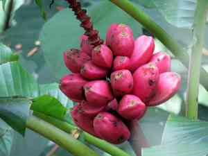 Pink banana (Musa velutina) Care Guide: Pests, Diseases, Watering ...